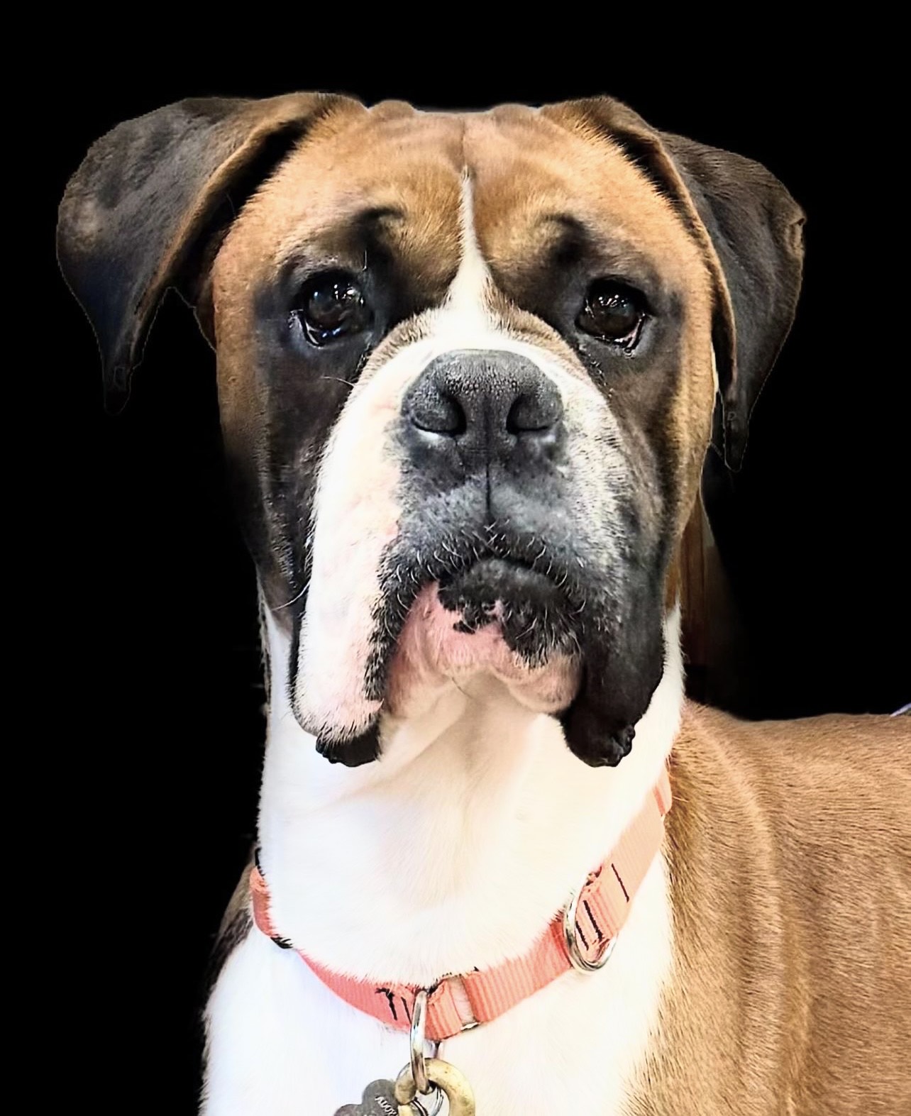 Adopt A Boxer