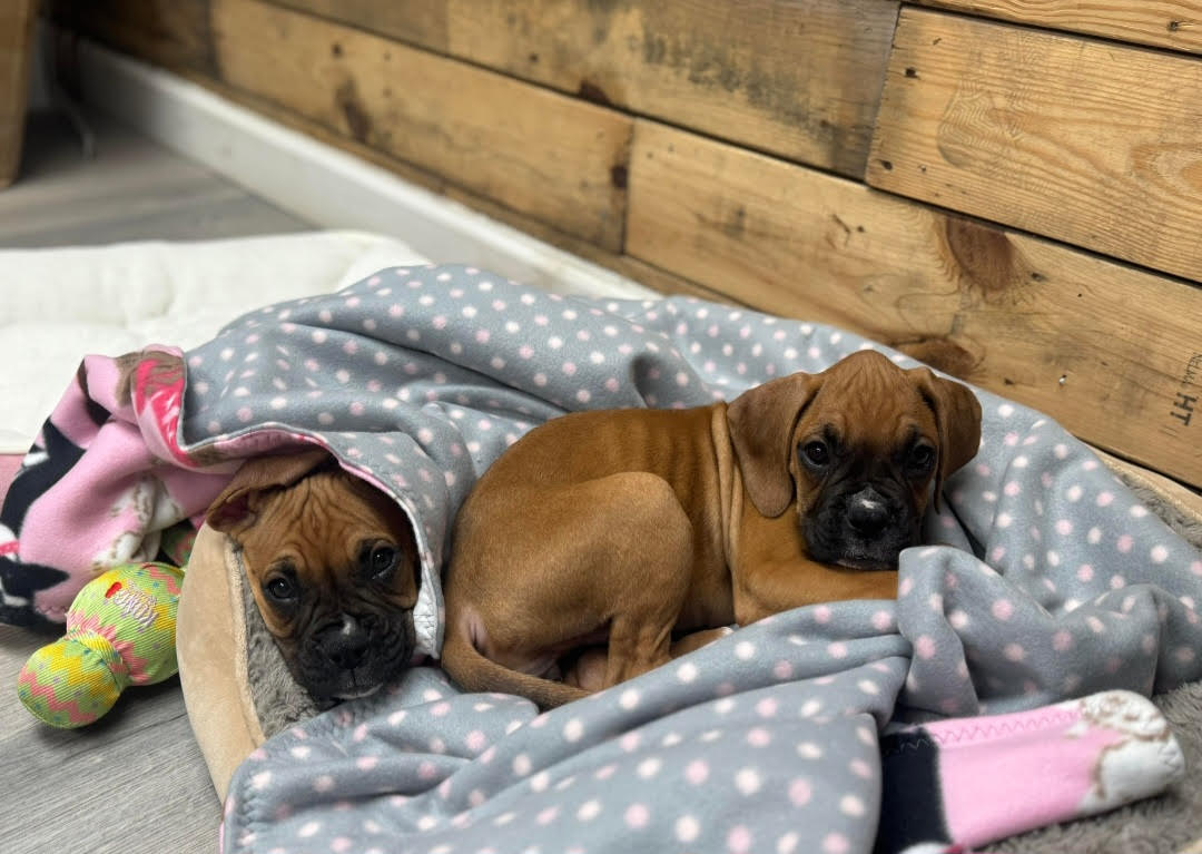 Adopt A Boxer