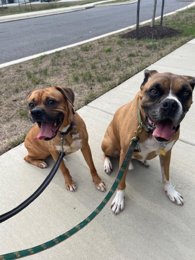 Adopt A Boxer