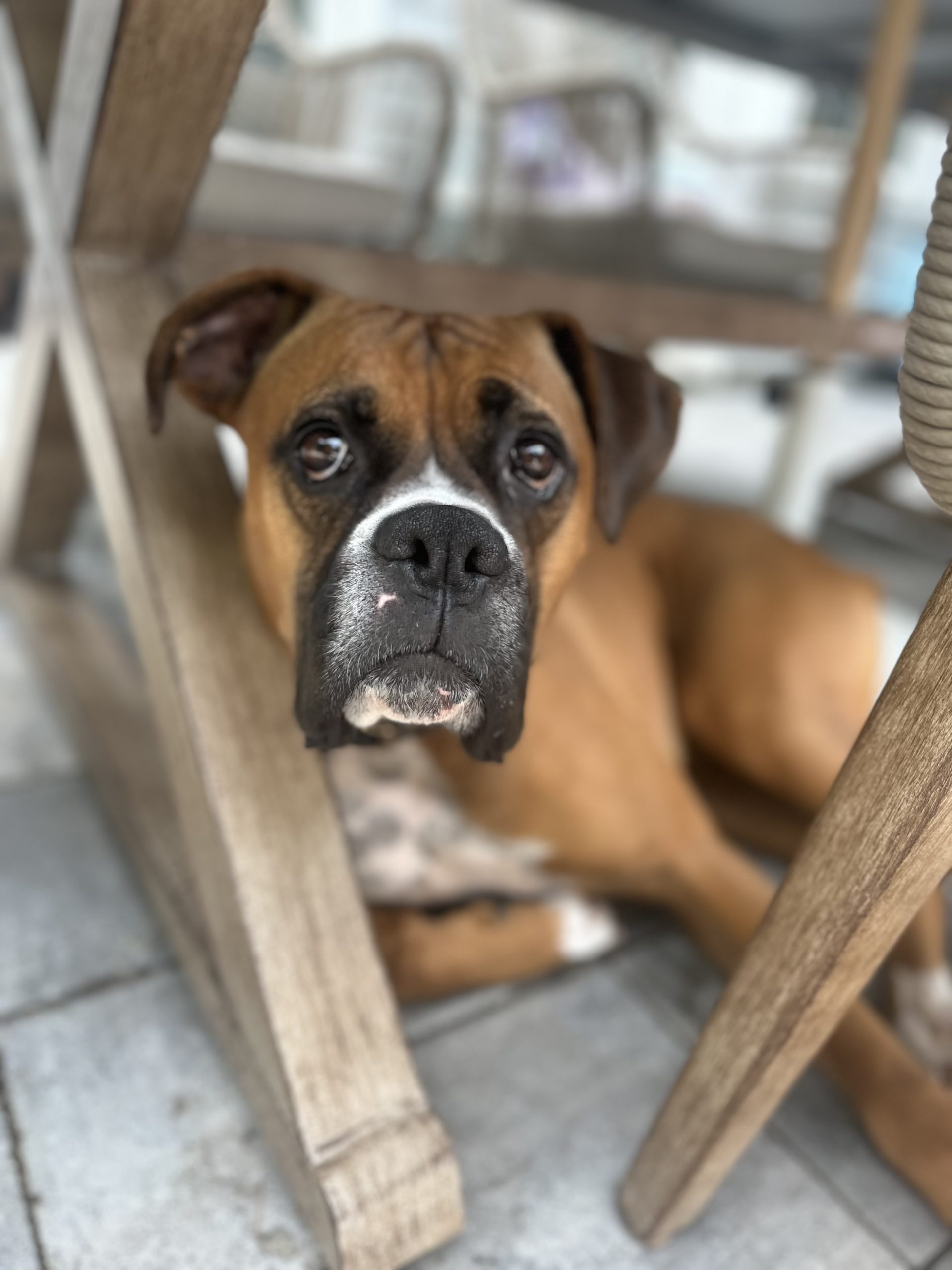 Adopt A Boxer