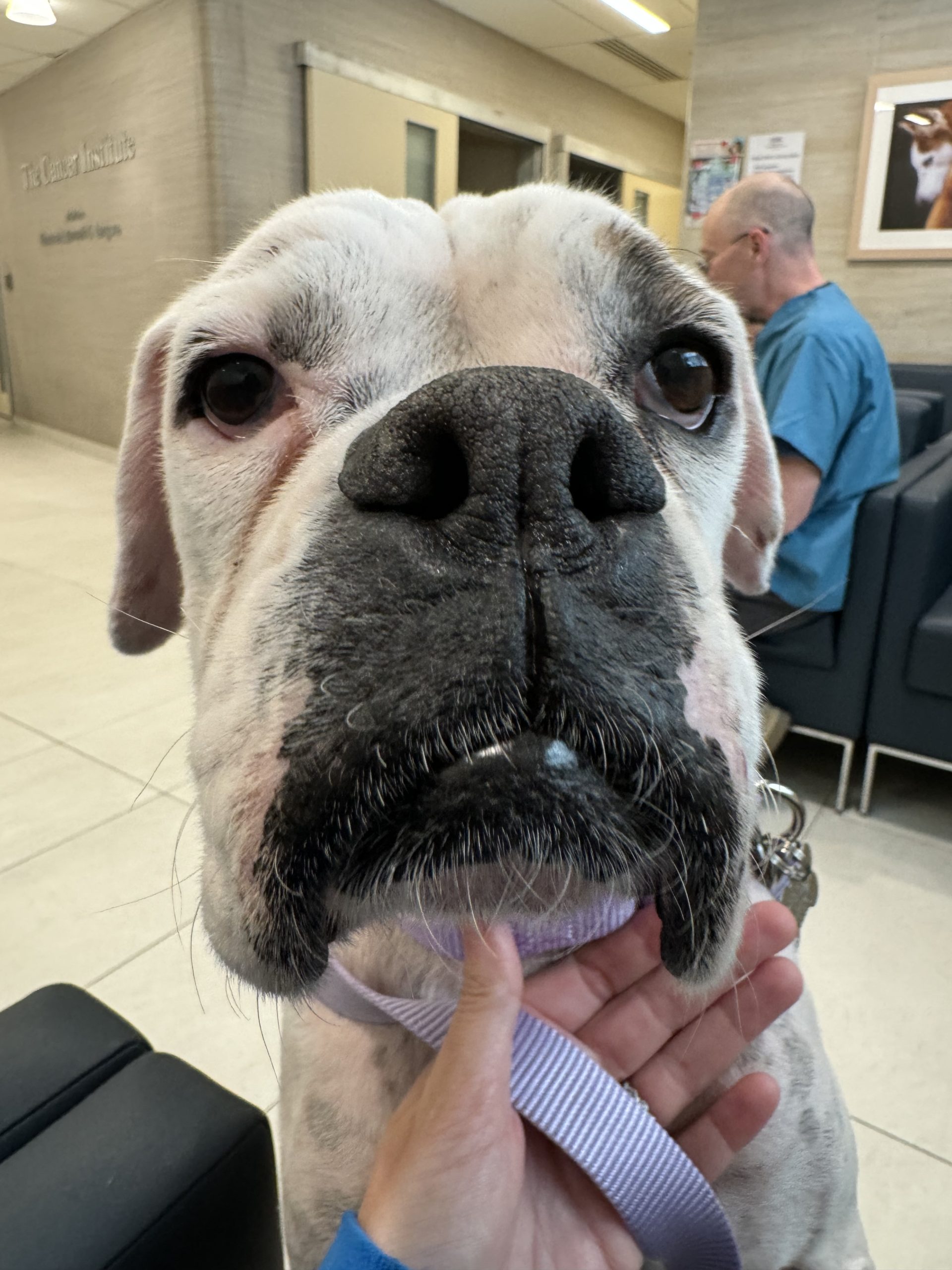 Adopt A Boxer