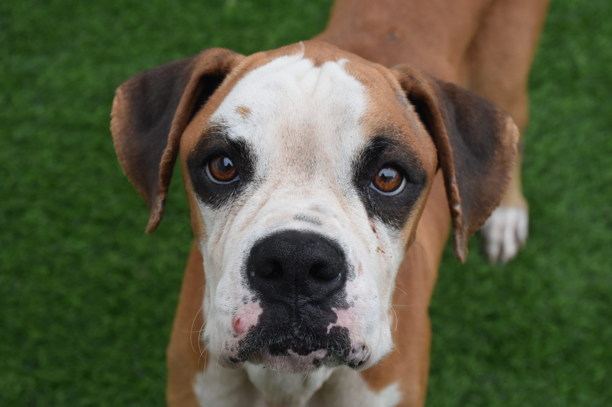 Adopt A Boxer