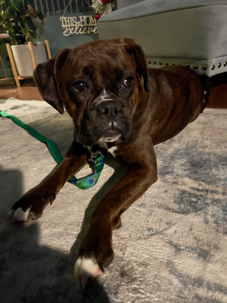 Adopt A Boxer