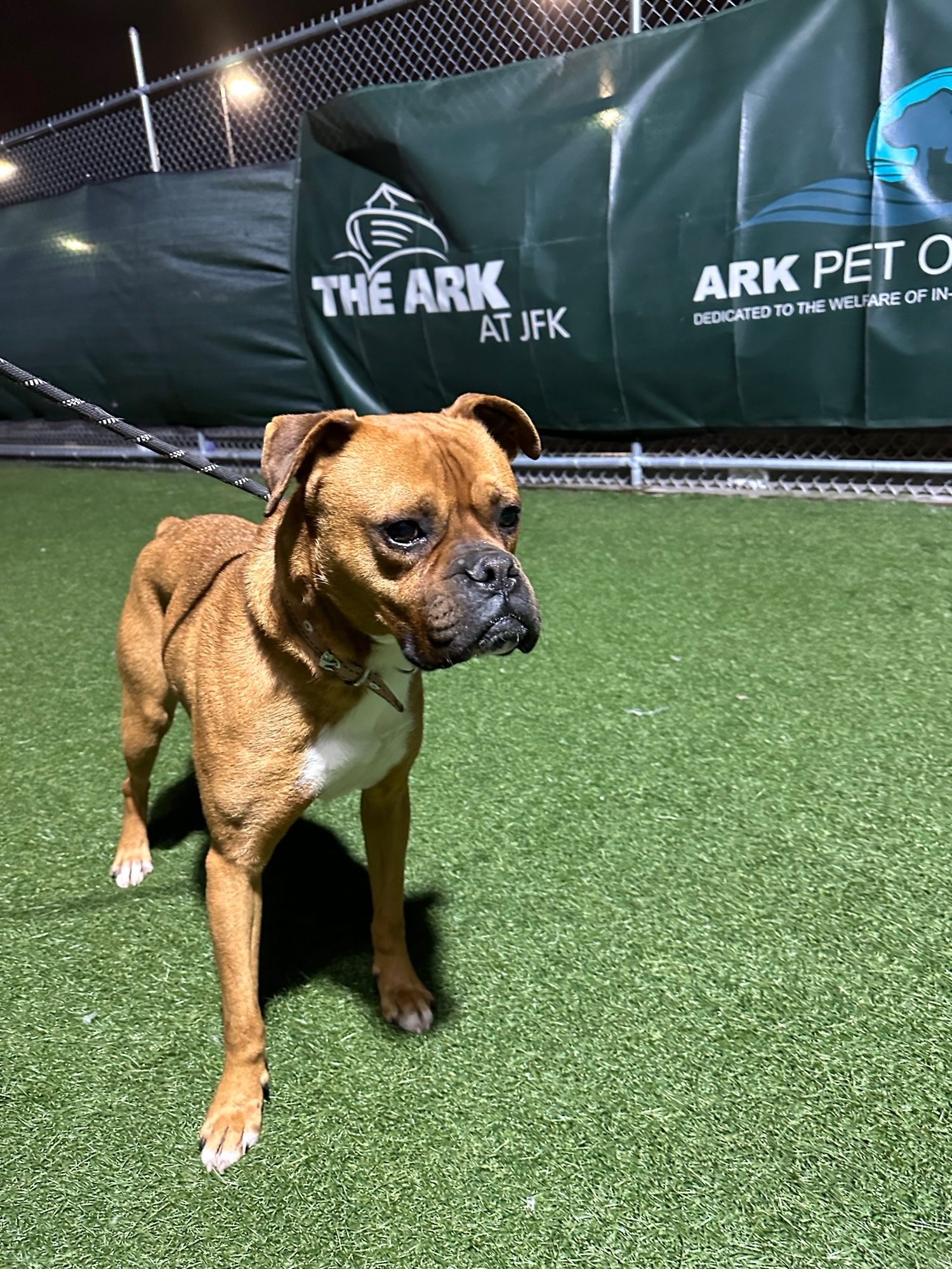 Adopt A Boxer