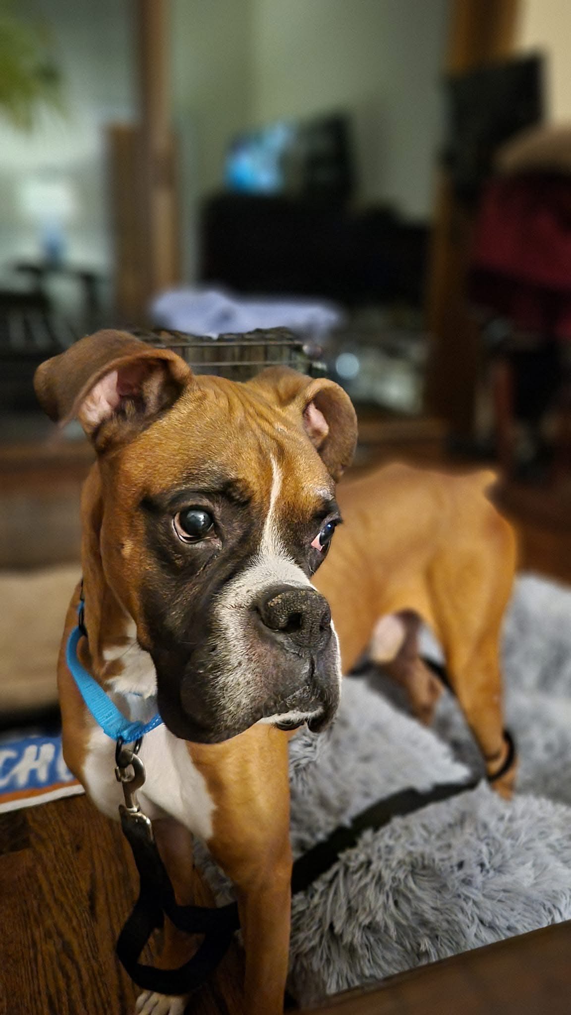 Adopt A Boxer
