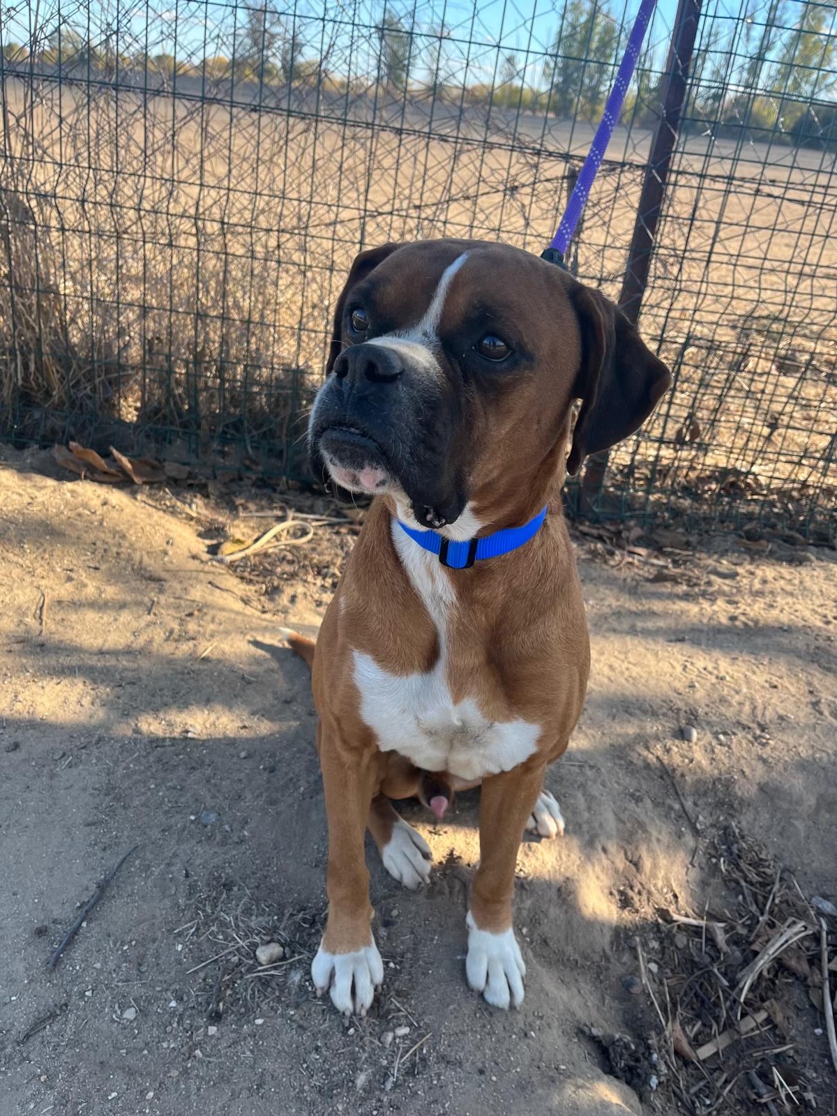 Adopt A Boxer