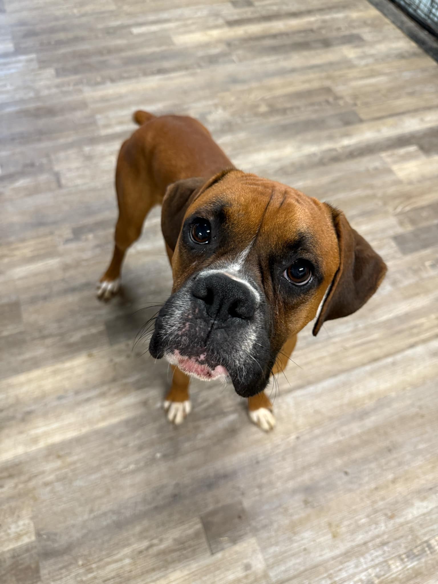Adopt A Boxer