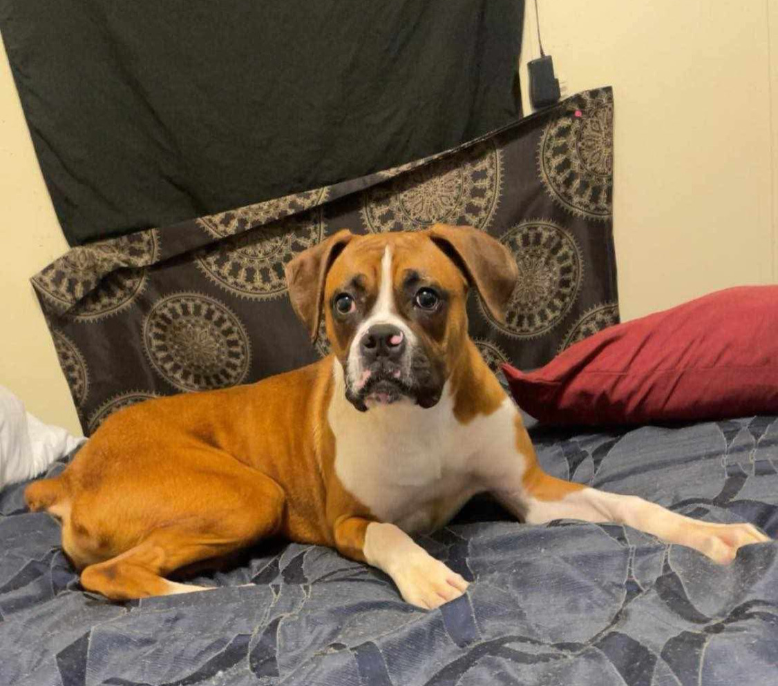Adopt A Boxer