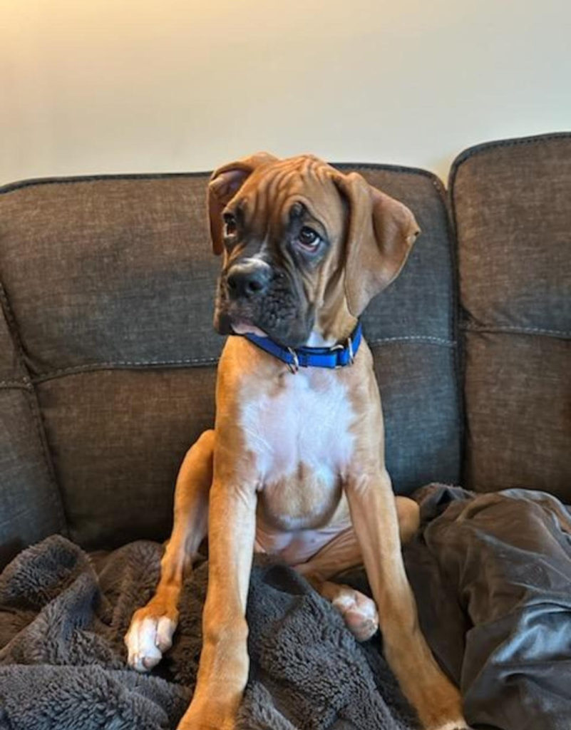 Adopt A Boxer