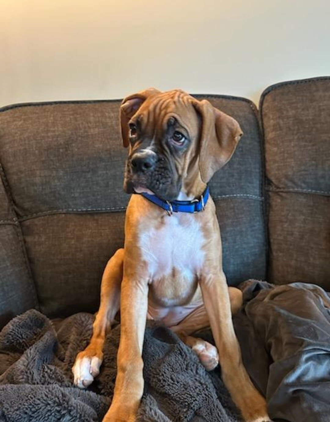 Adopt A Boxer