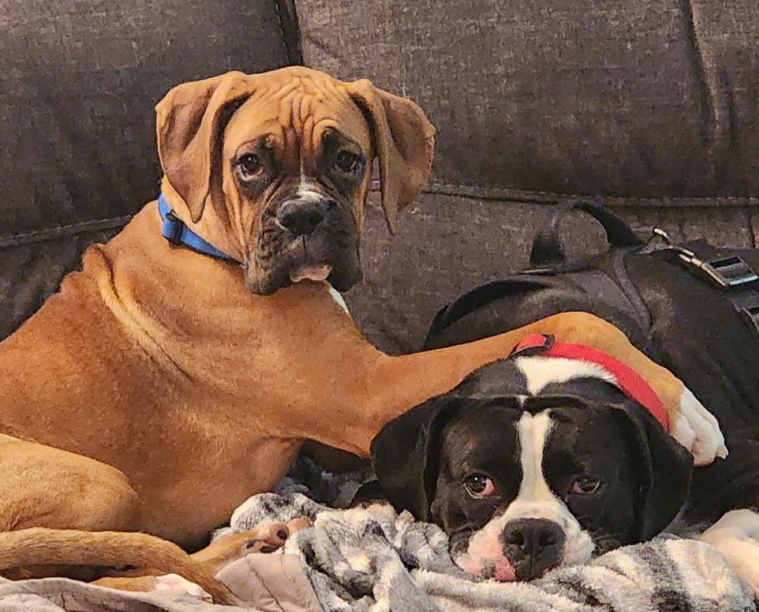 Adopt A Boxer