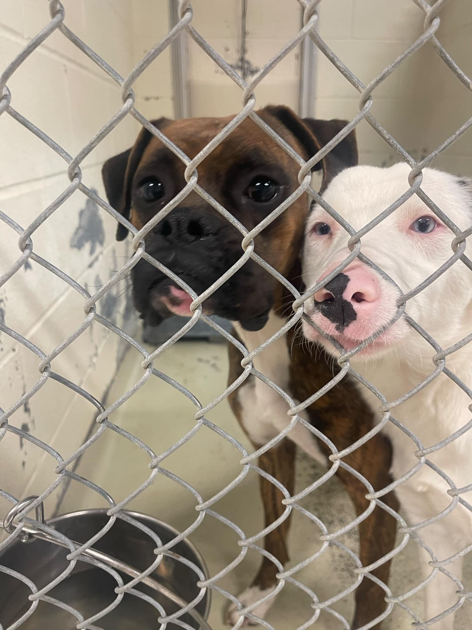 Adopt A Boxer