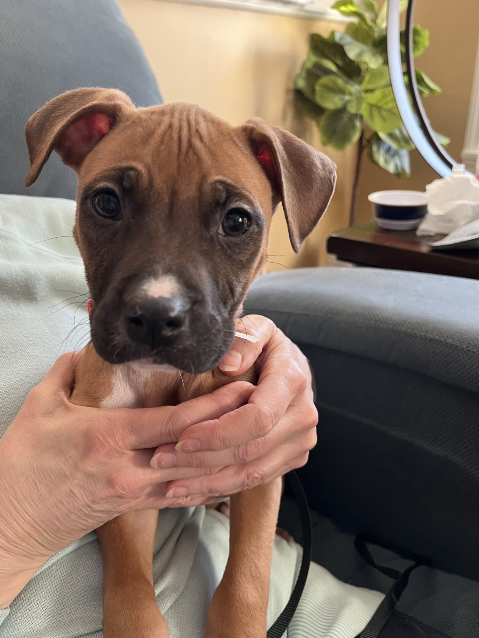 Adopt A Boxer