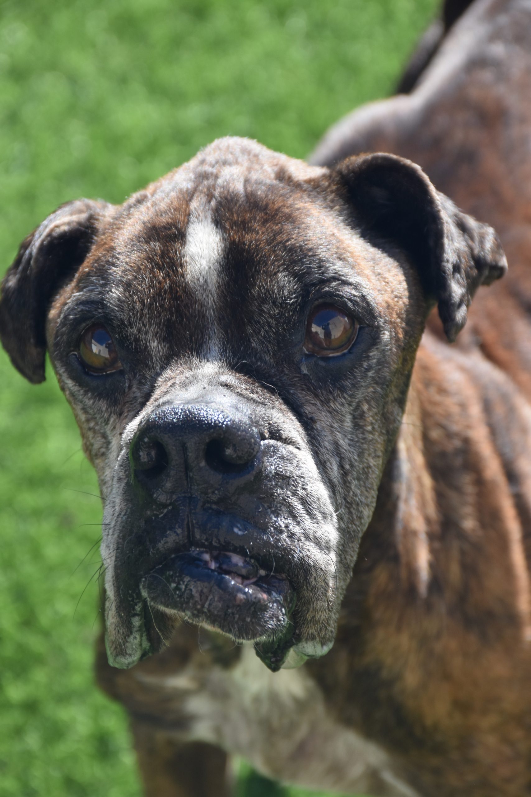 Adopt A Boxer