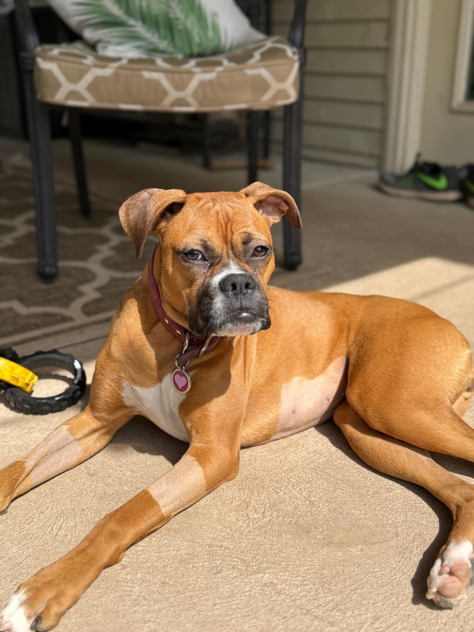 Adopt A Boxer