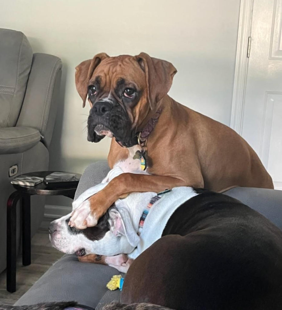 Adopt A Boxer