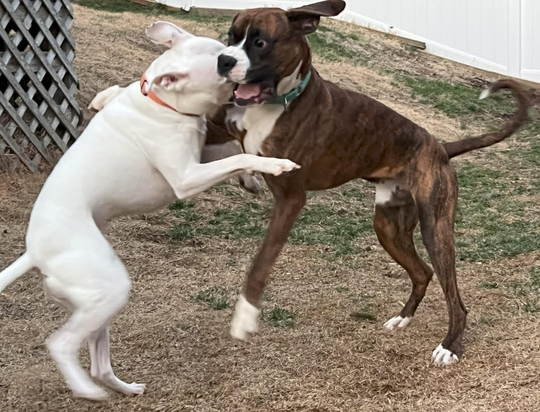 Adopt A Boxer