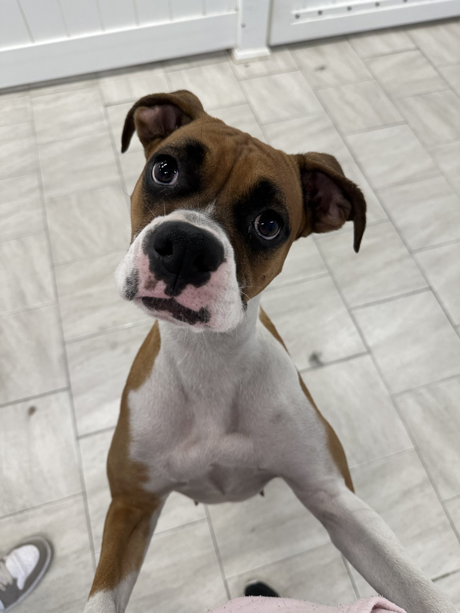 Adopt A Boxer