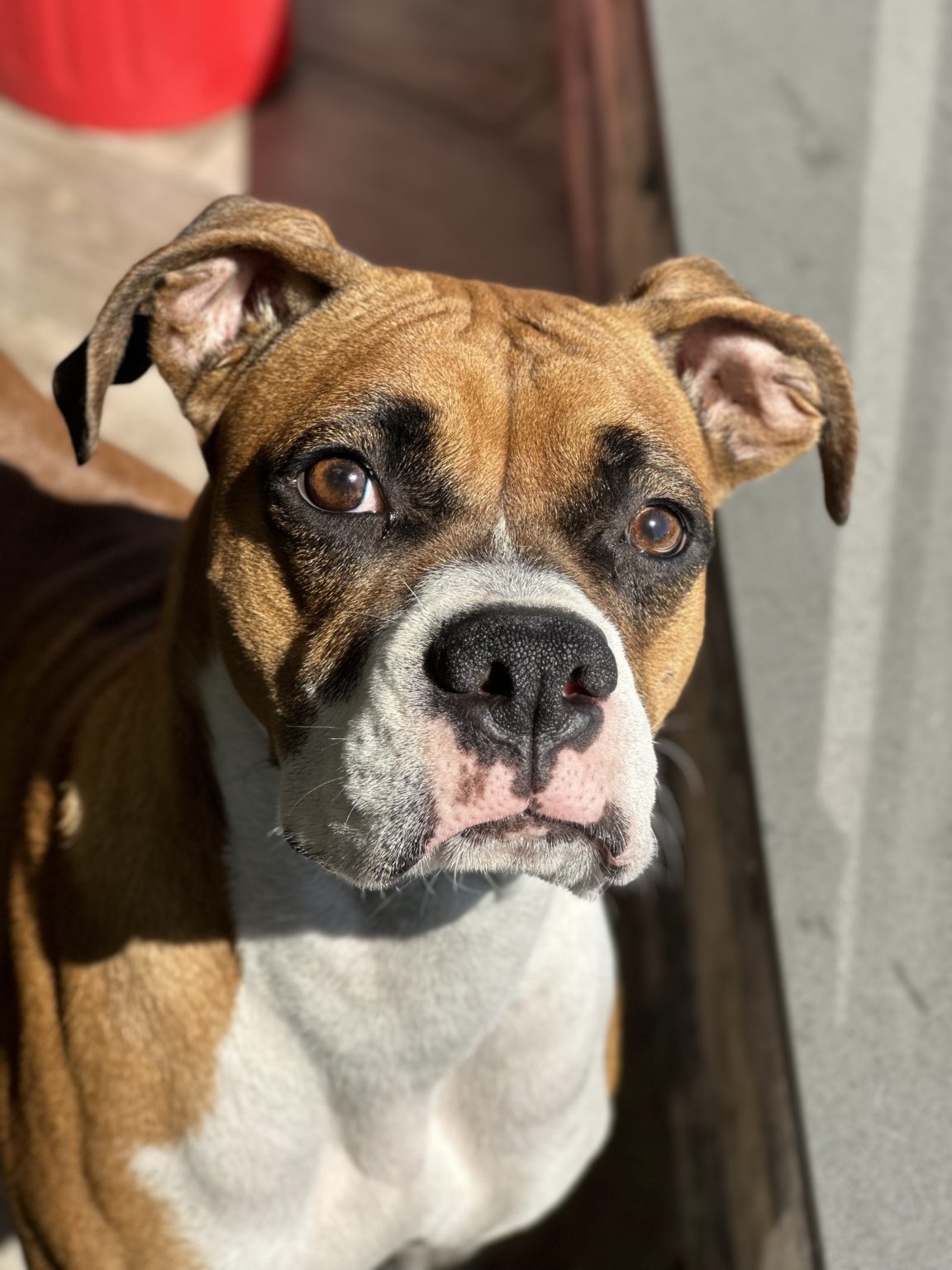 Adopt A Boxer