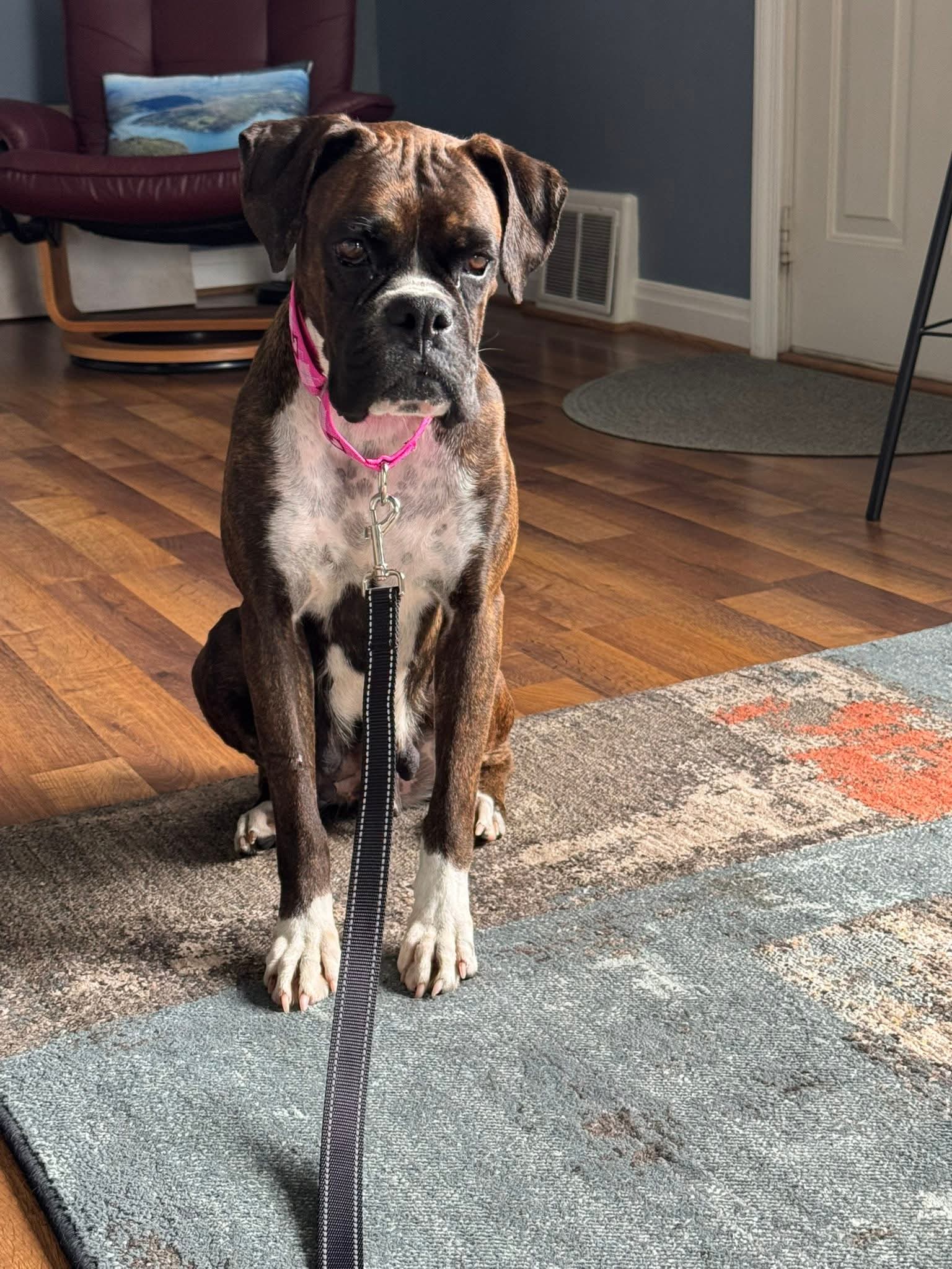 Adopt A Boxer