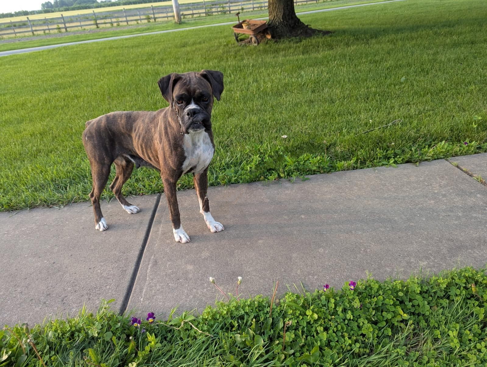 Adopt A Boxer