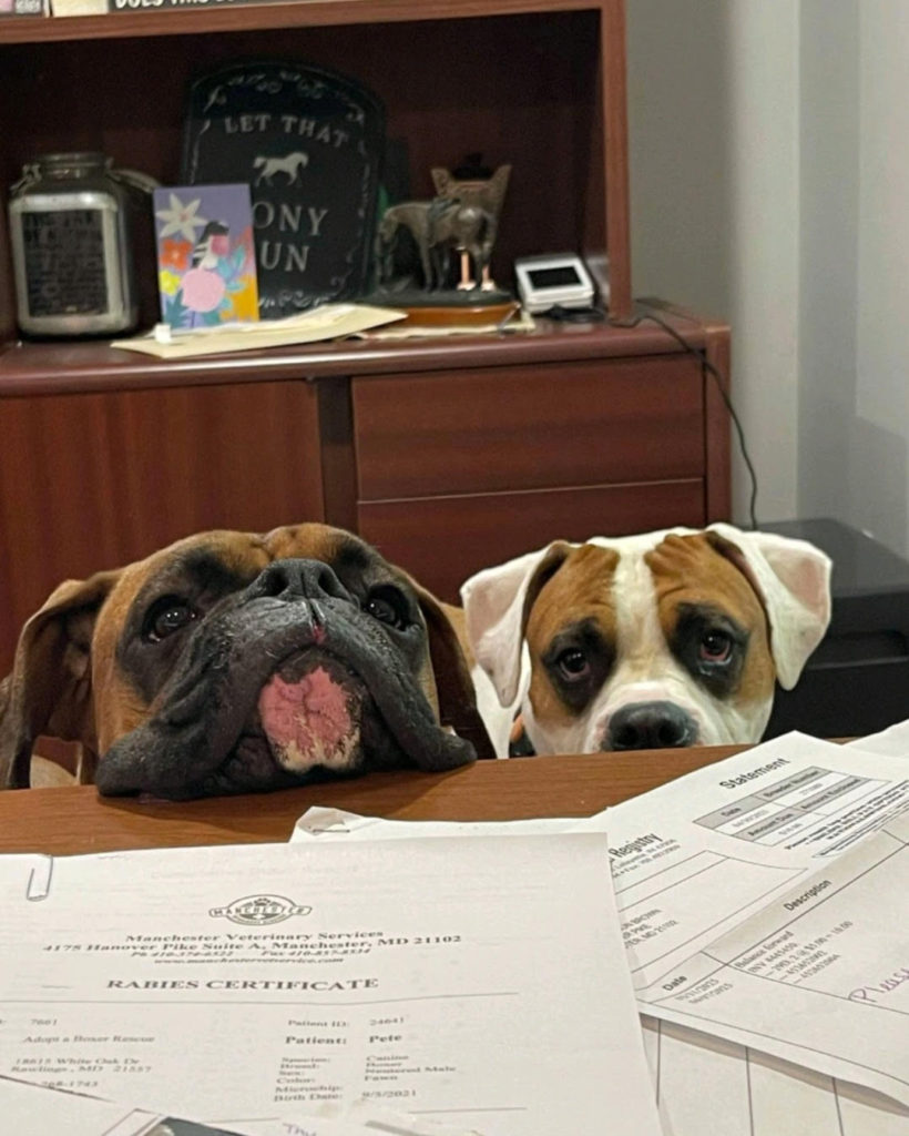 Adopt A Boxer