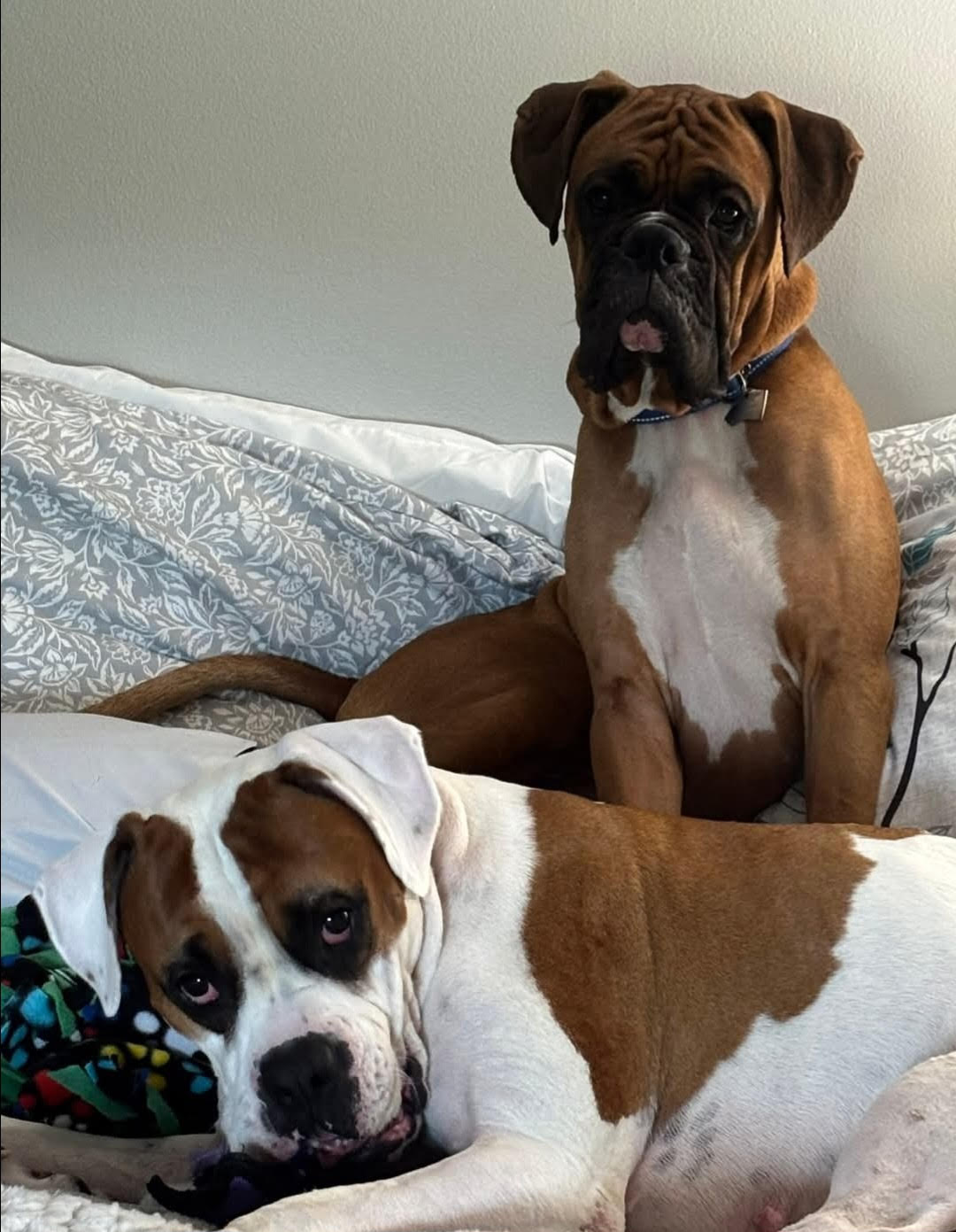 Adopt A Boxer