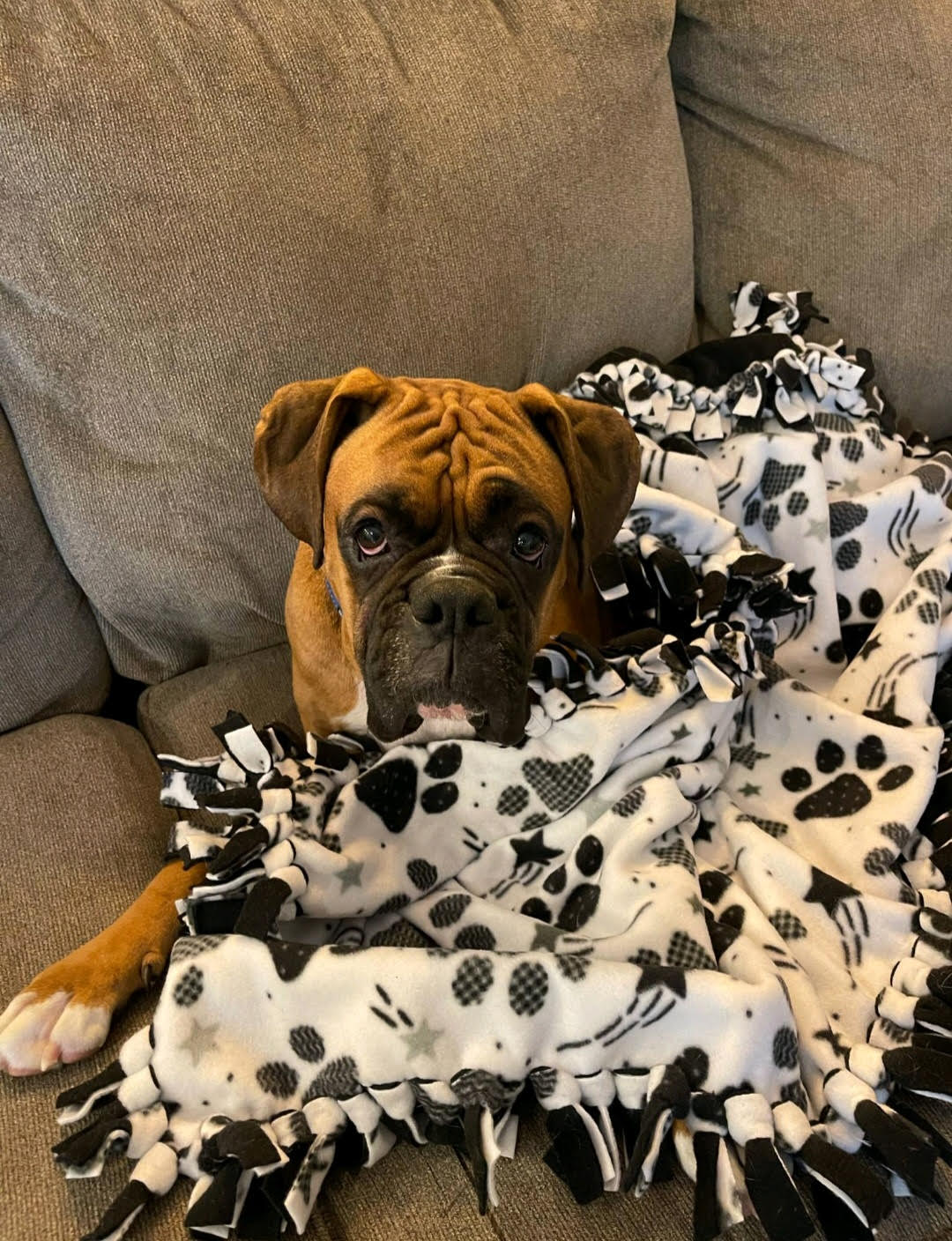 Adopt A Boxer