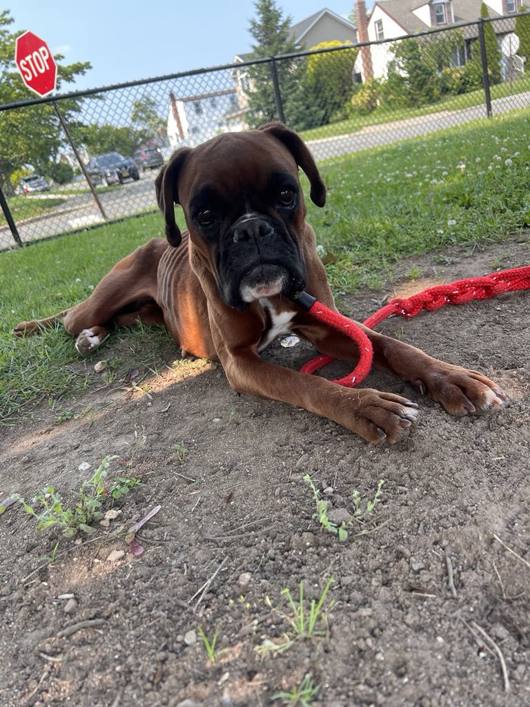 Adopt A Boxer
