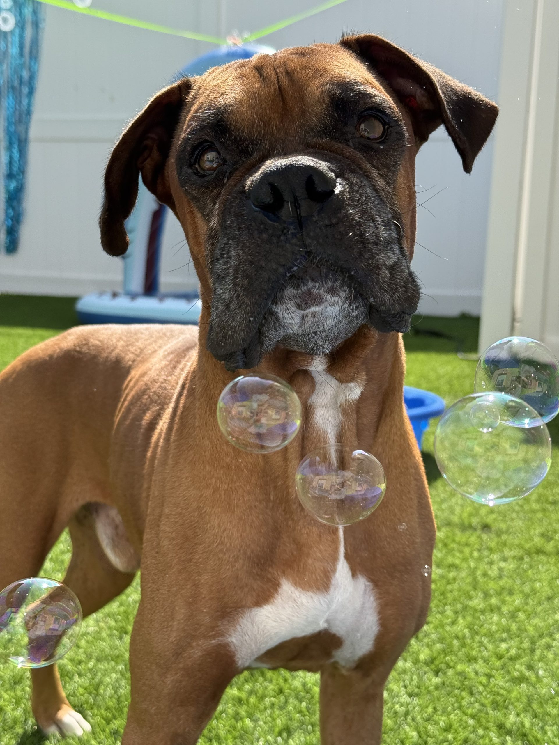 Adopt A Boxer