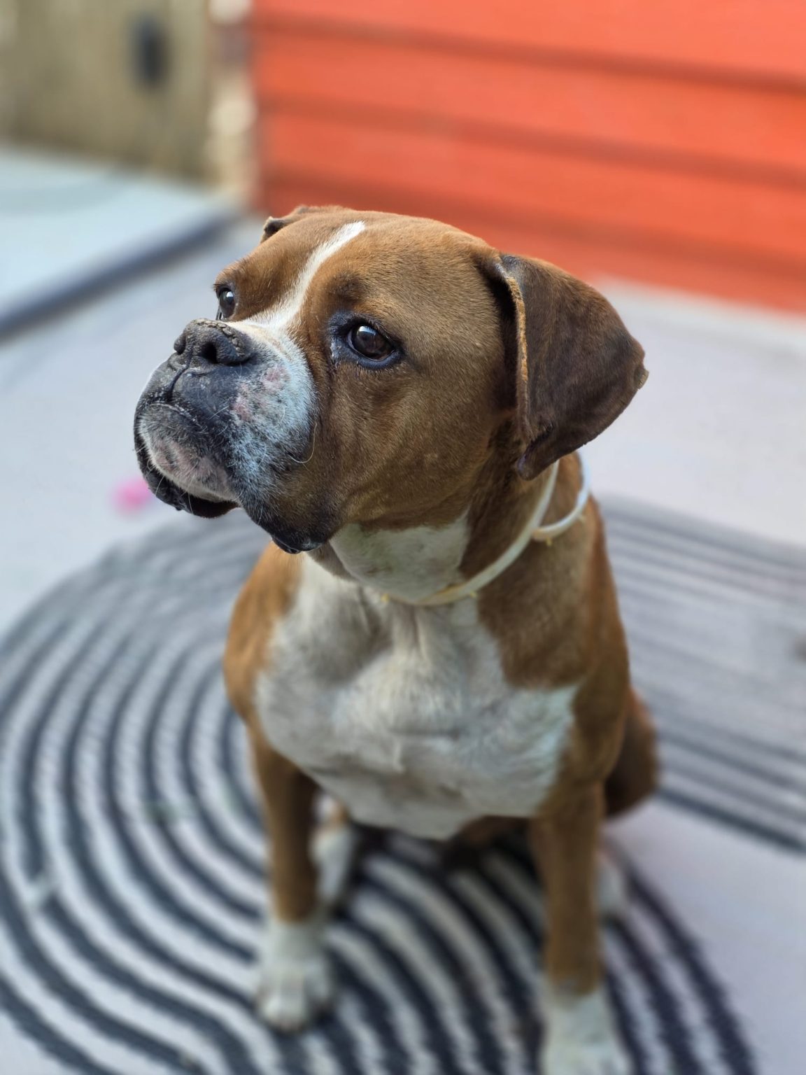 Adopt A Boxer