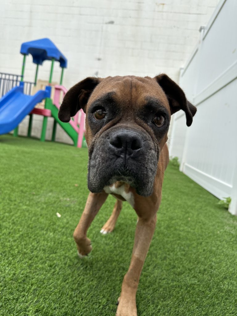 Adopt A Boxer