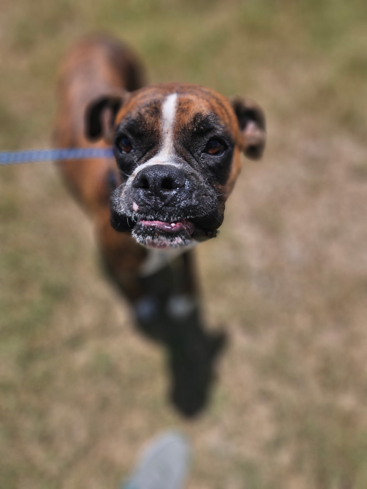 Adopt A Boxer