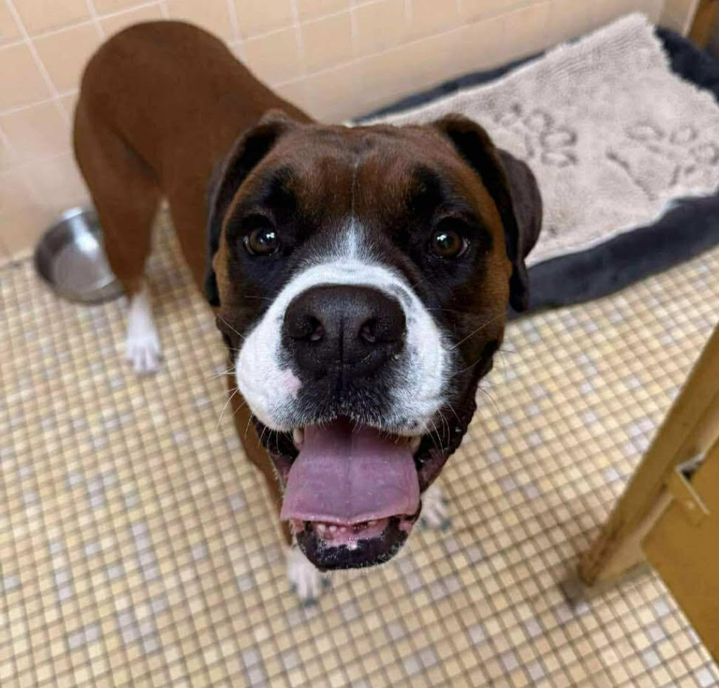 Adopt A Boxer