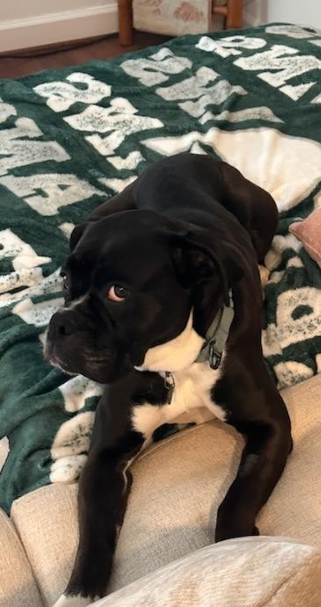 Adopt A Boxer