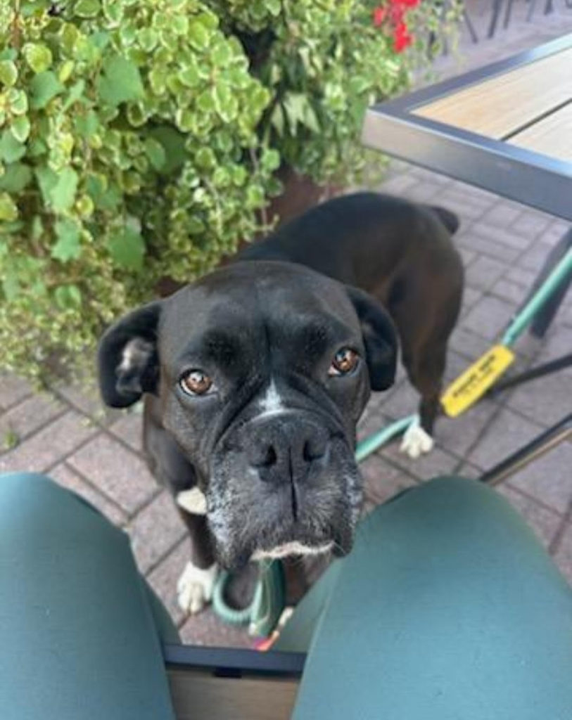Adopt A Boxer