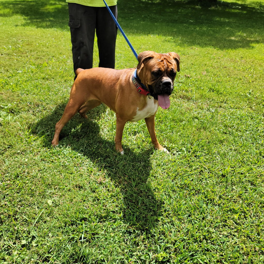 Adopt A Boxer