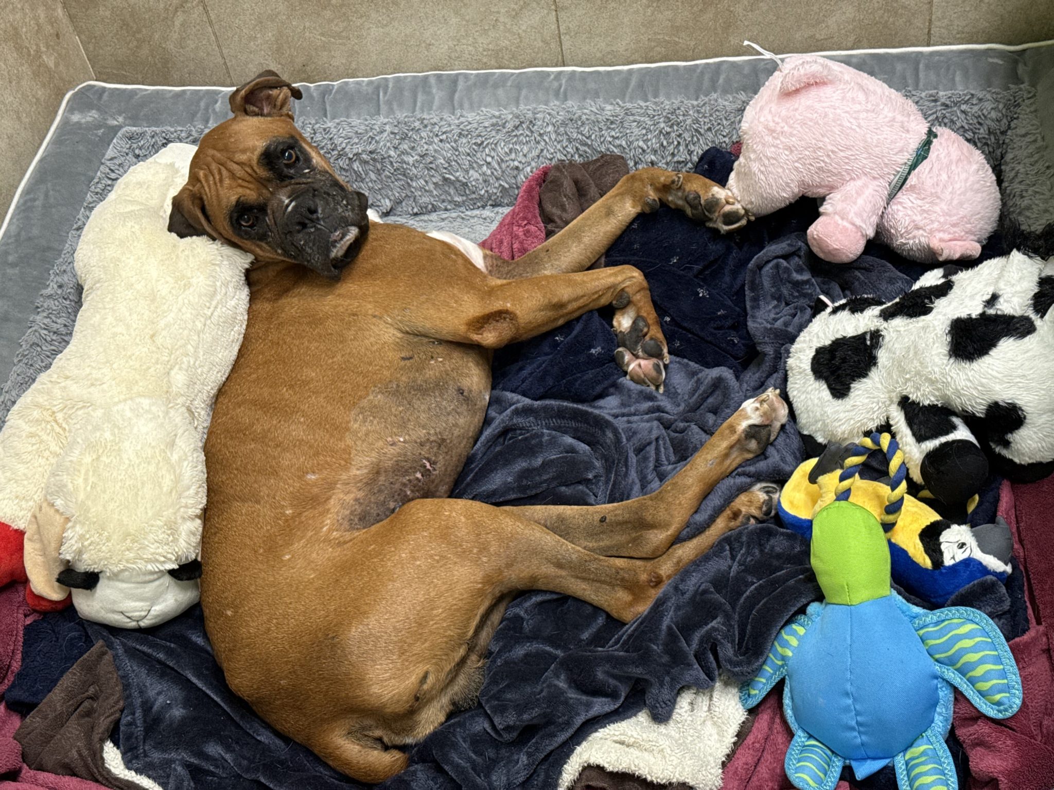 Adopt A Boxer