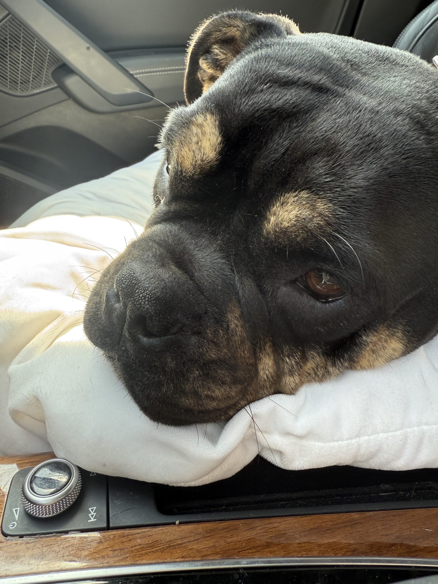 Adopt A Boxer