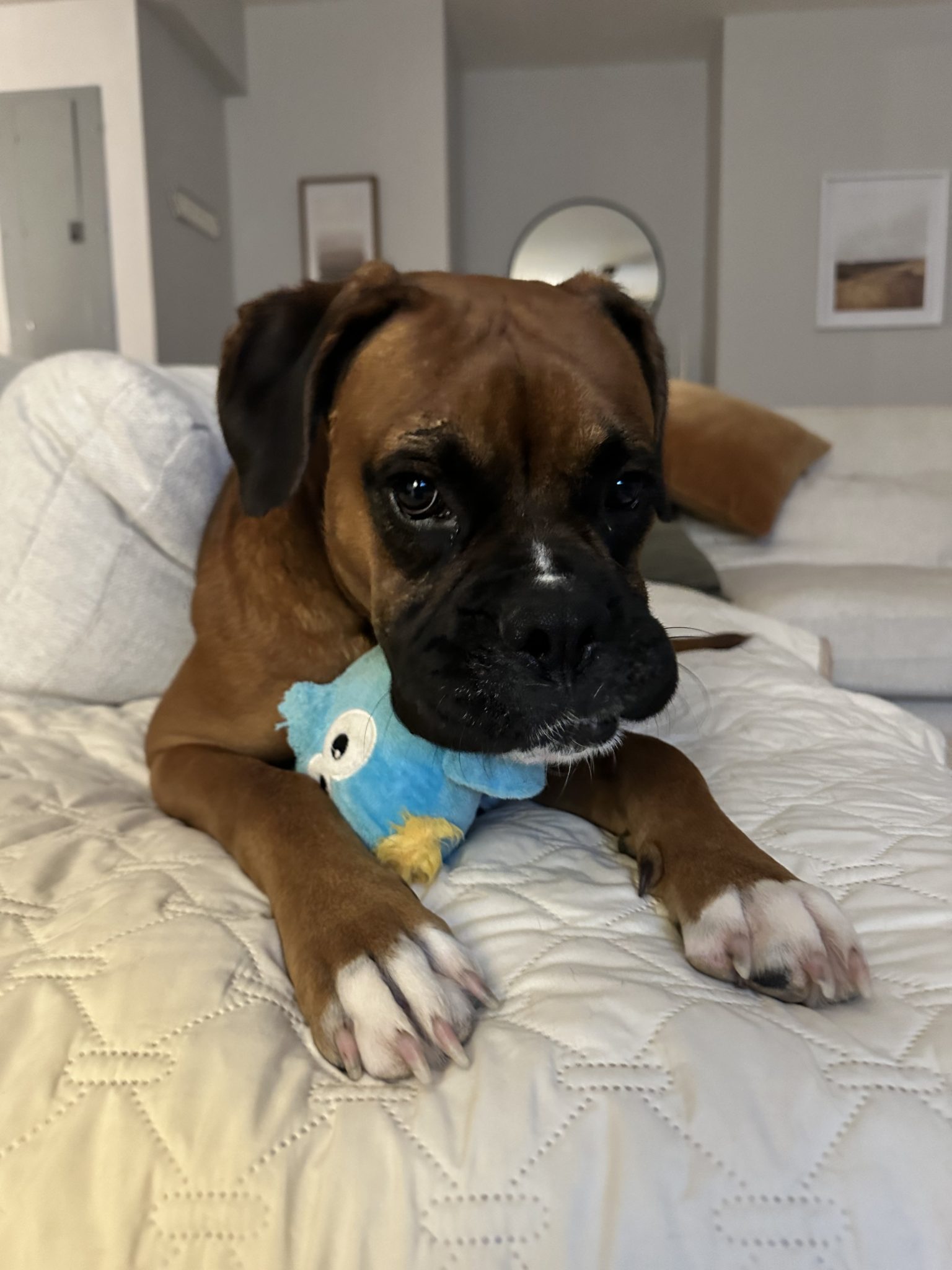 Adopt A Boxer