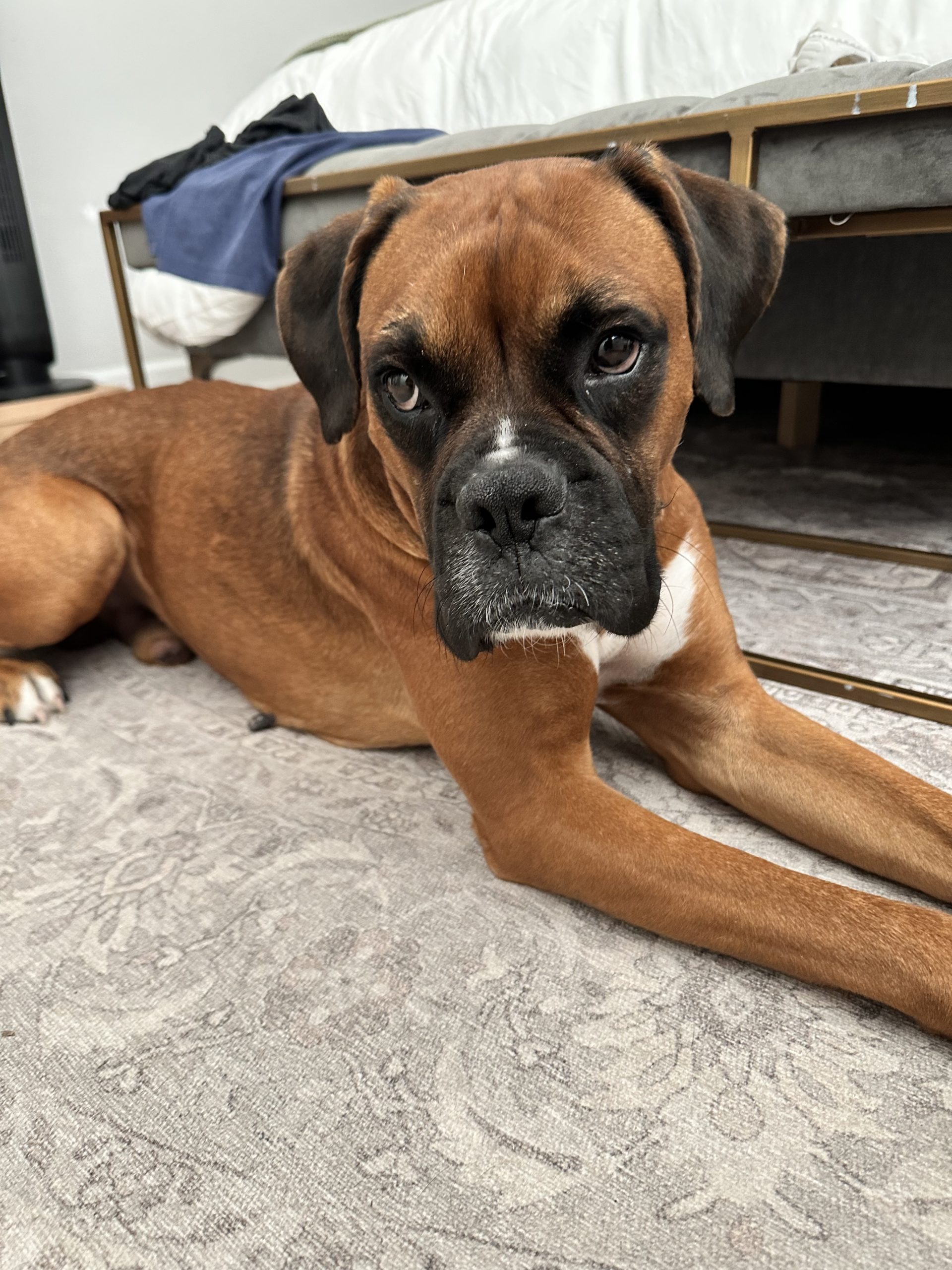 Adopt A Boxer