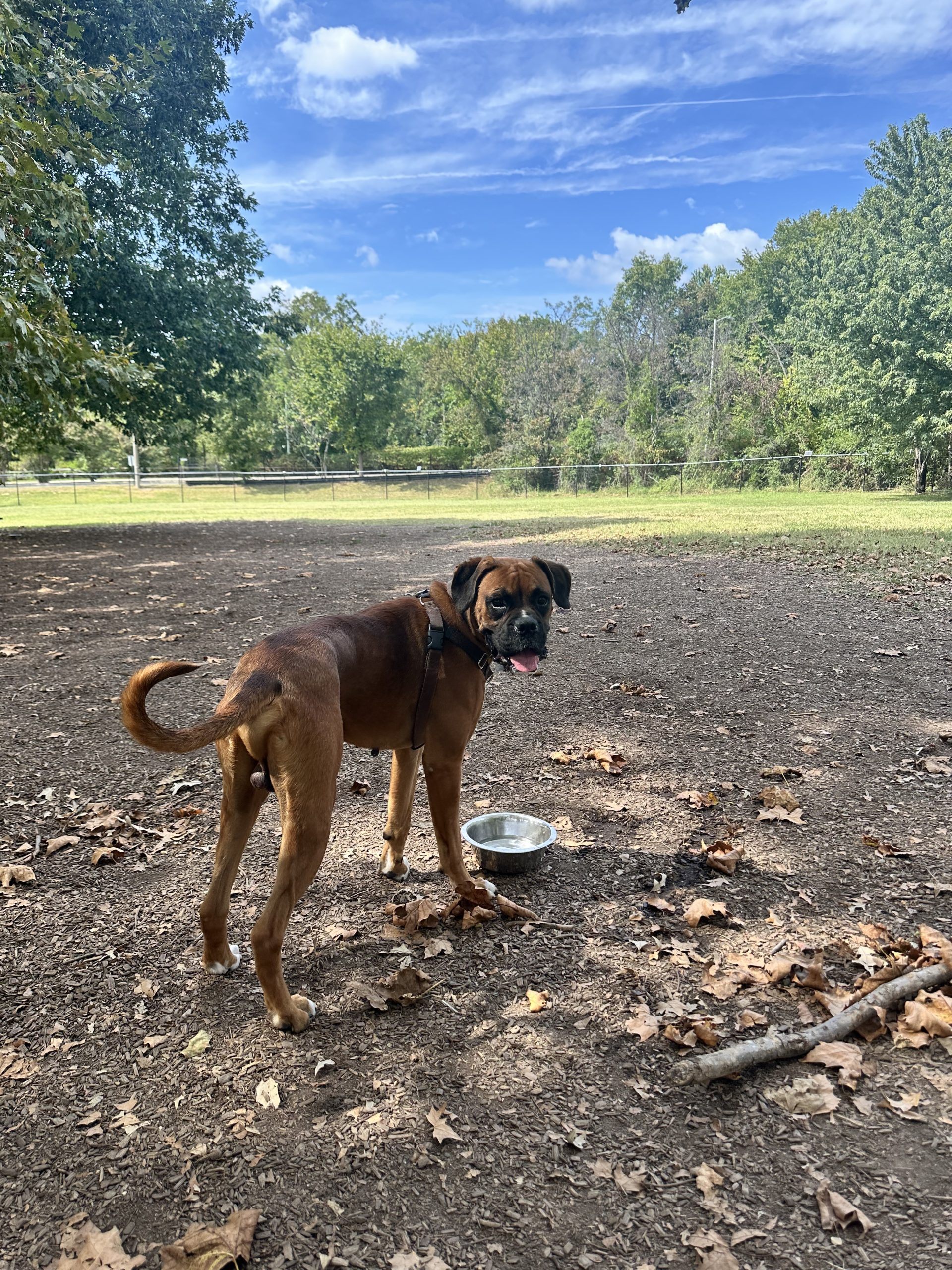 Adopt A Boxer