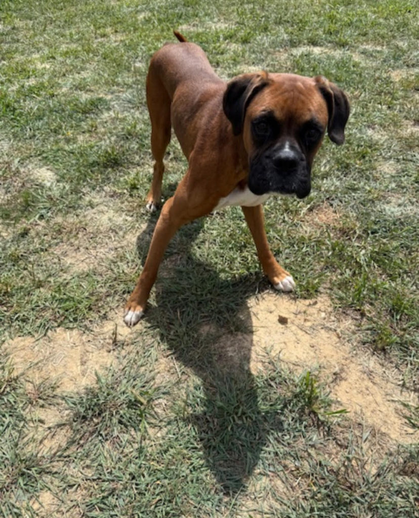 Adopt A Boxer