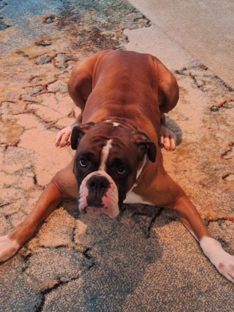 Adopt A Boxer