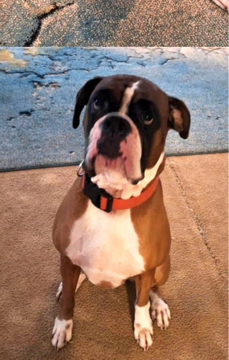 Adopt A Boxer