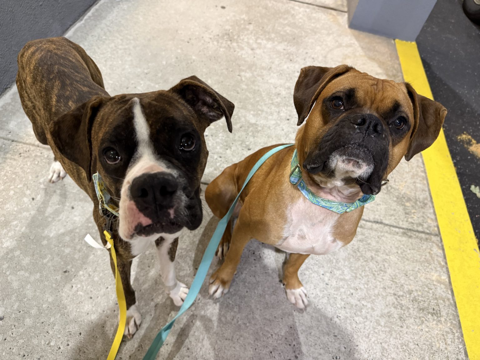 Adopt A Boxer