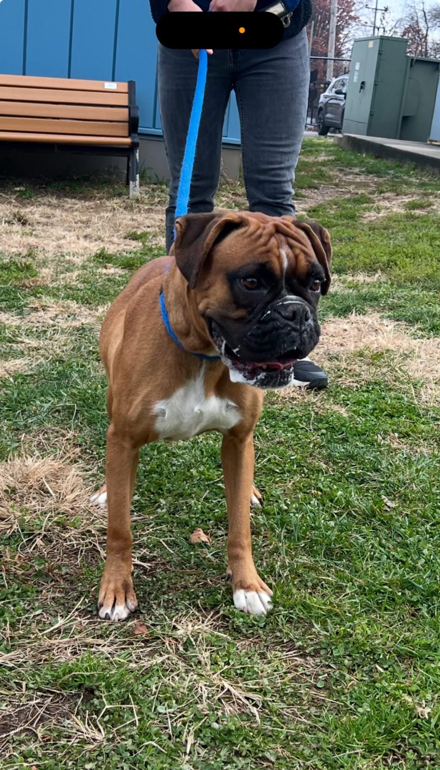 Adopt A Boxer