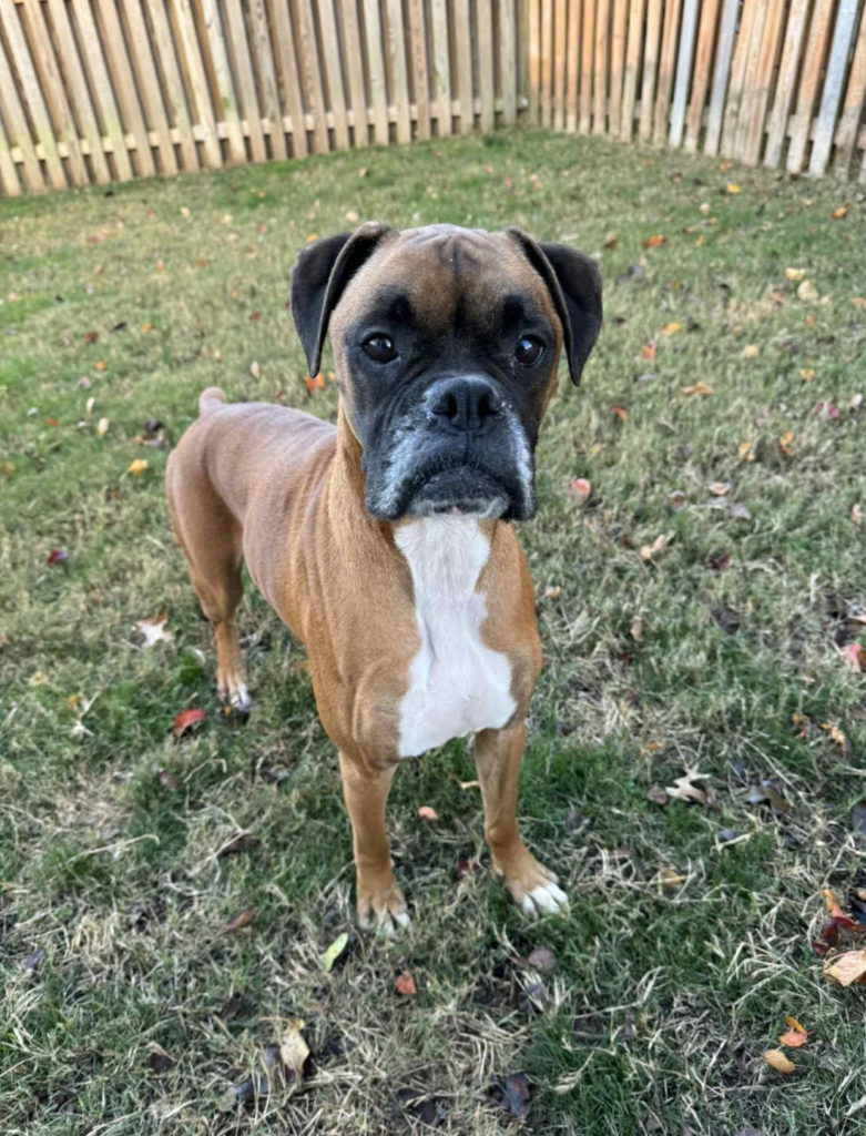 Adopt A Boxer