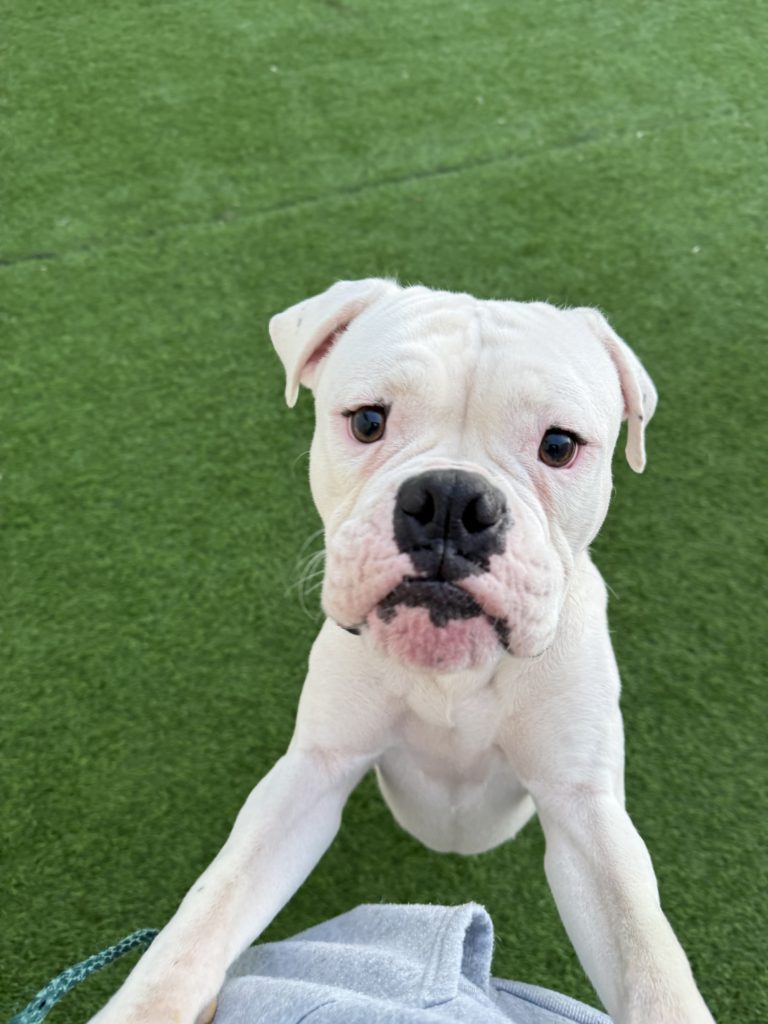 Adopt A Boxer