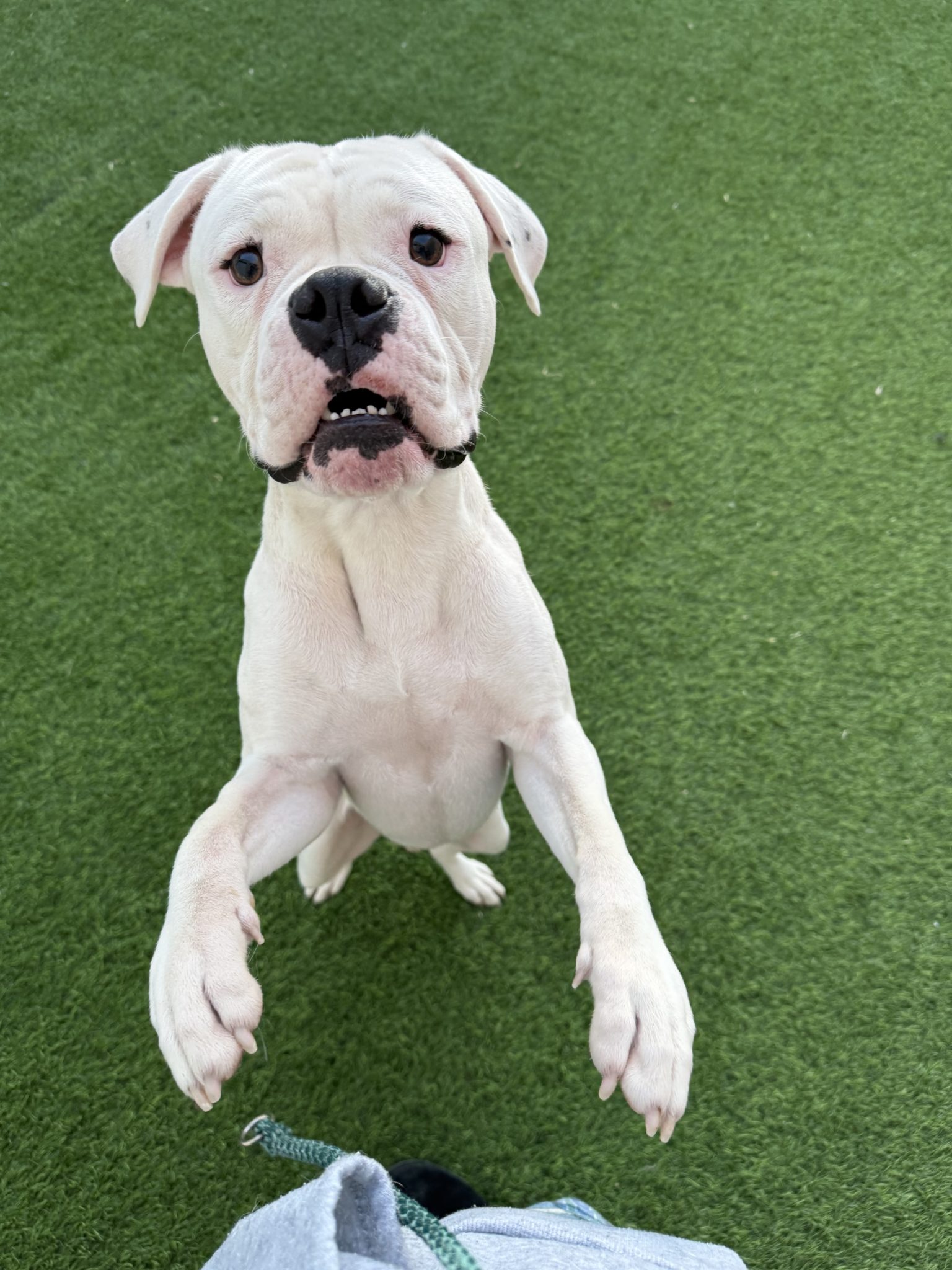 Adopt A Boxer